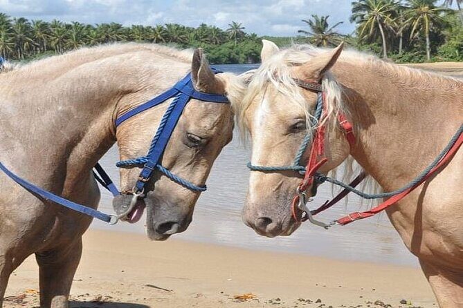 Horseback Riding to Maimon River from Punta Cana - Frequently Asked Questions (FAQs)
