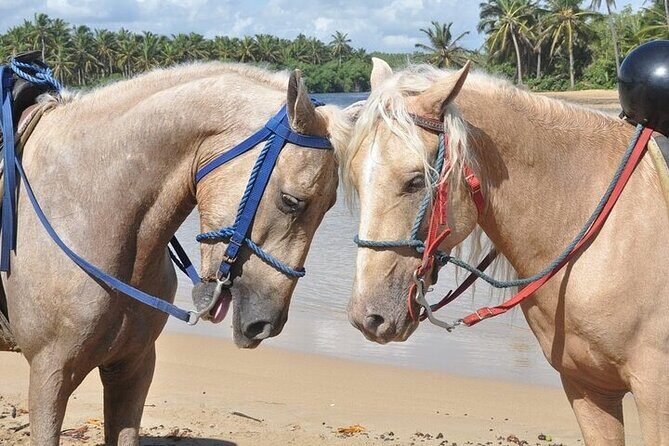 Horseback Riding Tour along the Beaches of Punta Cana - Authenticity and Value
