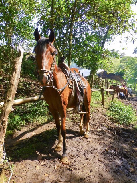 Horseback Riding Tour and visit to Tablón, Chaquira, Pelota - A Detailed Look at the Horseback Riding Experience in San Agustin