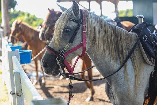 Horseback Riding Tour at Private Ranch - The Sum Up