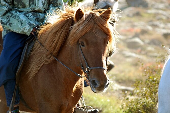 Horseback Riding Tour in Iceland - What to Expect on Your Tour
