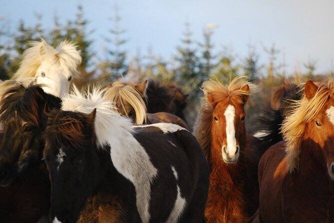 Horseback Riding Tour in Iceland - Why Choose a Small-Group Tour in Iceland