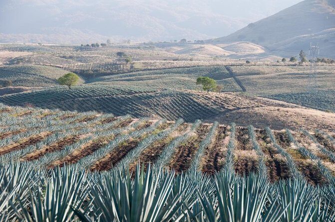 Horseback Riding Tour in The Agave Field with Lunch - Why Choose This Tour?