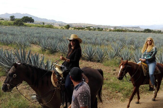 Horseback Riding Tour in The Agave Field with Lunch - Authentic Experiences Highlighted in Reviews