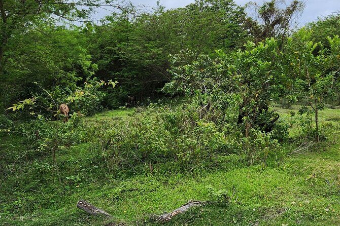 Horseback Riding Tour on Bergantin Beach - An In-Depth Look at the Horseback Riding Experience