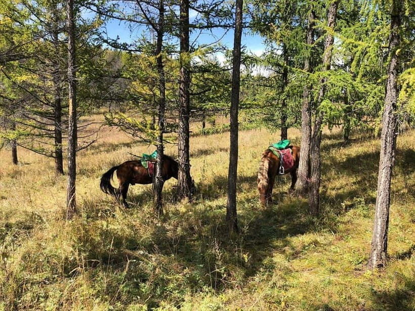 Horseback Riding Tour to Turtle Rock & Aryabal - An In-Depth Look at the Horseback Riding Tour to Turtle Rock & Aryabal