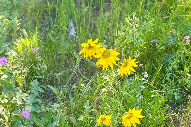 Horseback Riding With Grand Teton Views in Jackson Hole - Tips for an Enjoyable Riding Experience