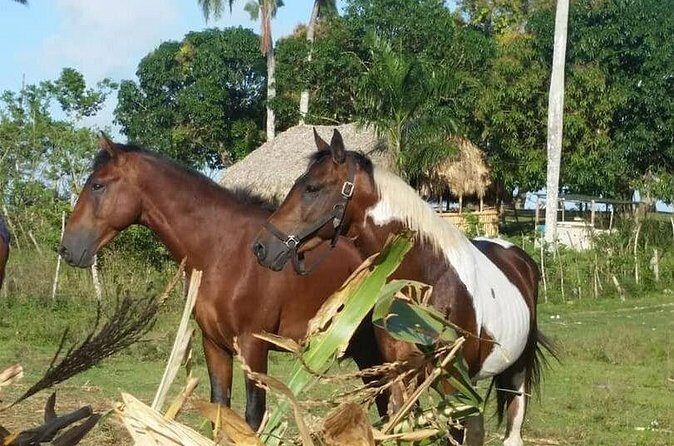 Horseback Riding with Pickup from Punta Cana - What to Expect During the Tour
