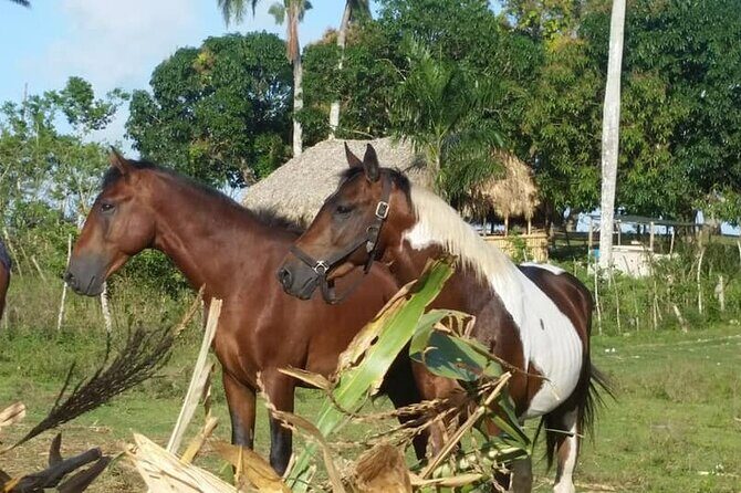 Horseback Riding with Pickup from Punta Cana - Why This Tour Is a Solid Choice
