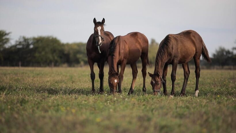 Horses, Asado & Nature. A day at a thoroughbred farm - Key Points