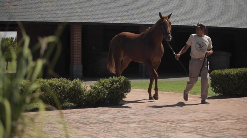 Horses, Asado & Nature. A day at a thoroughbred farm - Scenic Views & Natural Beauty