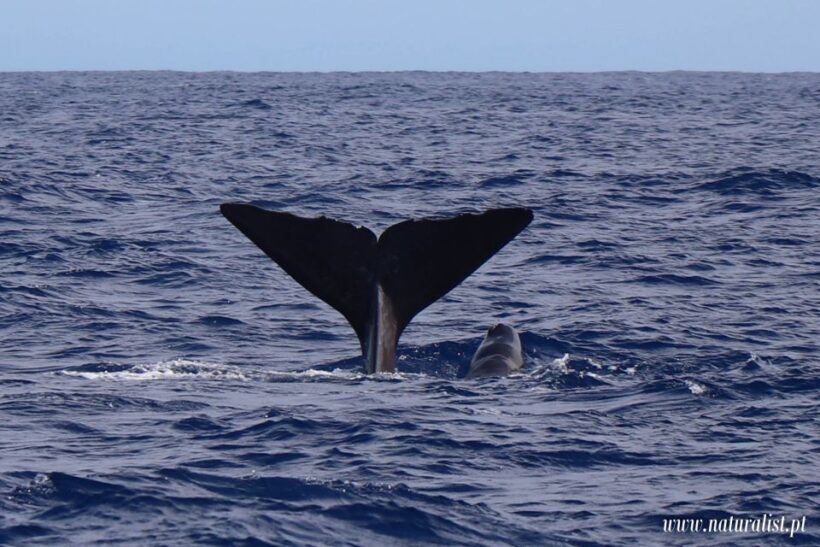 Horta: Whale and Dolphin Watching Expedition - Analyzing the Experience: What You Can Expect on the Tour