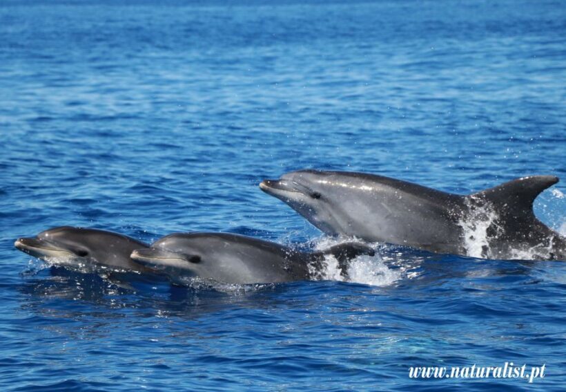 Horta: Whale and Dolphin Watching Expedition - The Itinerary: From Land to Marine Marvels