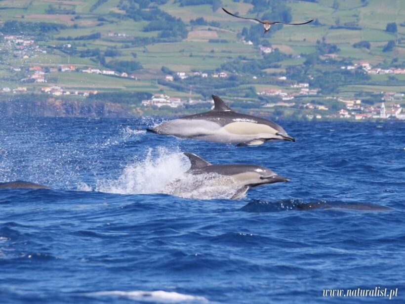 Horta: Whale and Dolphin Watching Expedition - Why the Expertise Matters