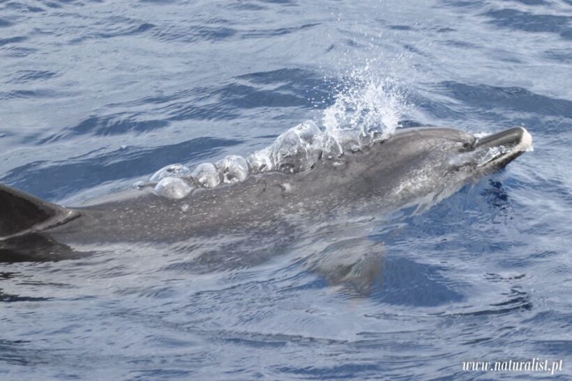 Horta: Whale and Dolphin Watching Expedition - Wildlife Watching: A Mix of Success and Patience