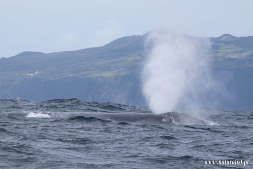 Horta: Whale and Dolphin Watching Expedition - Comfort and Practicalities