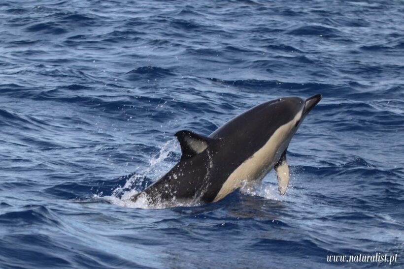 Horta: Whale and Dolphin Watching Expedition - The Value of the Experience