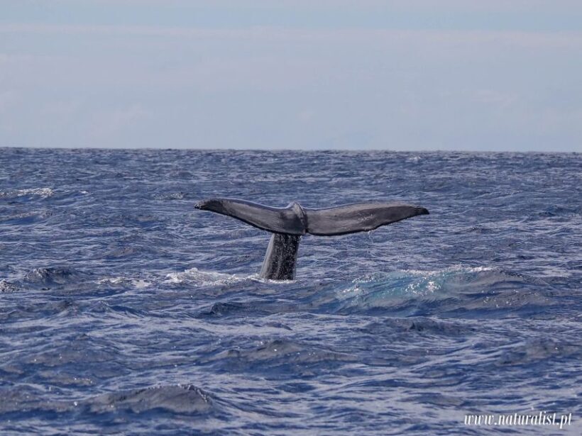 Horta: Whale and Dolphin Watching Expedition - Additional Details and Considerations