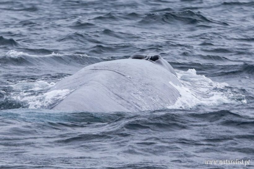Horta: Whale and Dolphin Watching Expedition - Authentic Traveler Reviews