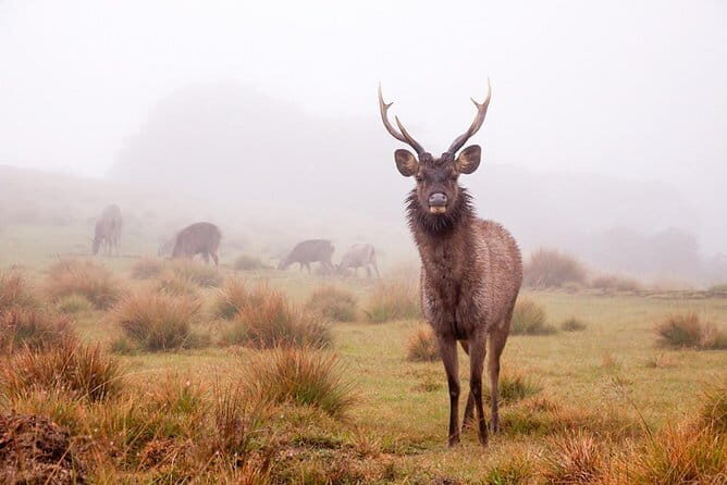 Horton Plains Day Tour with Short Train Journey from Ella - Key Points