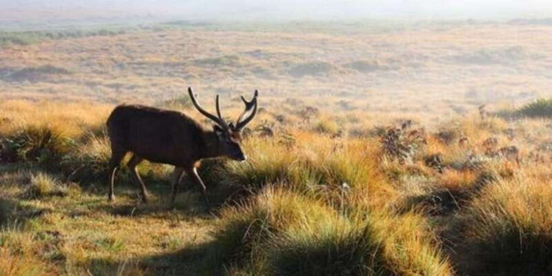 Horton plains: Discover real essence of central highland - Key Points
