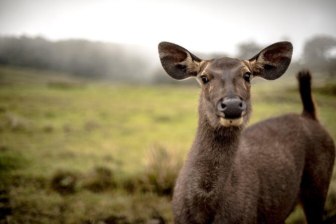 Horton Plains National Park Entrance Ticket with Guide - Authentic Traveler Perspectives