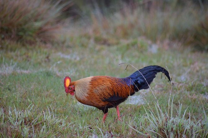 Horton Plains National Park Entrance Ticket with Guide - Who Should Consider This Tour?