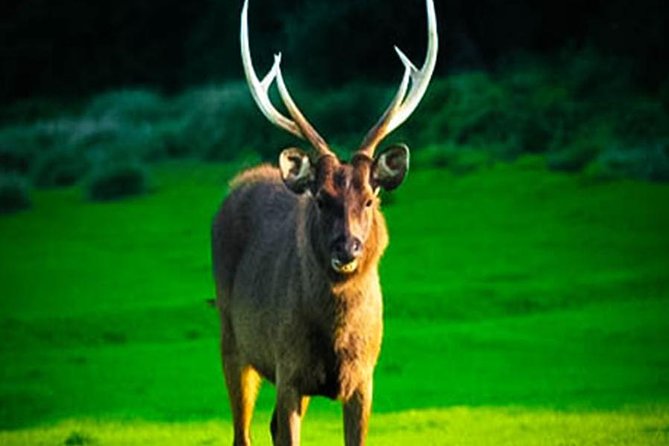 Horton Plains-World's End Tour From Nuwaraeliya - Practical Tips for Booking and Enjoying the Tour