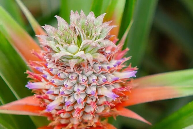 Hot Water Pool Bath Inside Pineapple Plantation & Dinner - Insights Into Pineapple Cultivation