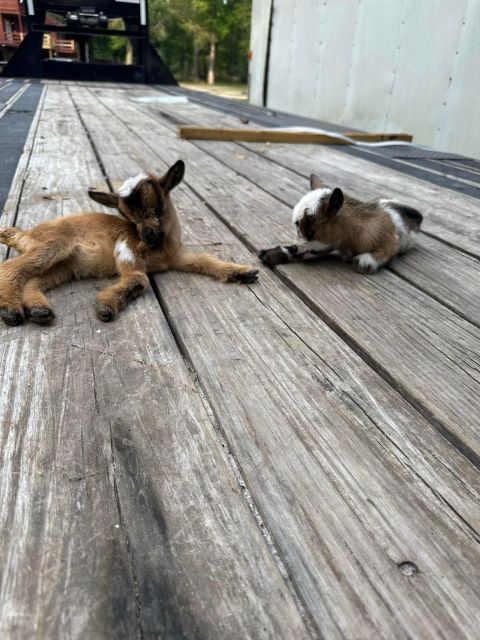 Houston: Adorable mini goats experience e - Introduction