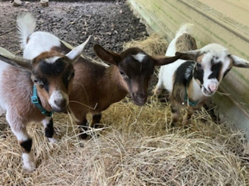 Houston: Adorable mini goats experience e - What You Can Expect During the Tour