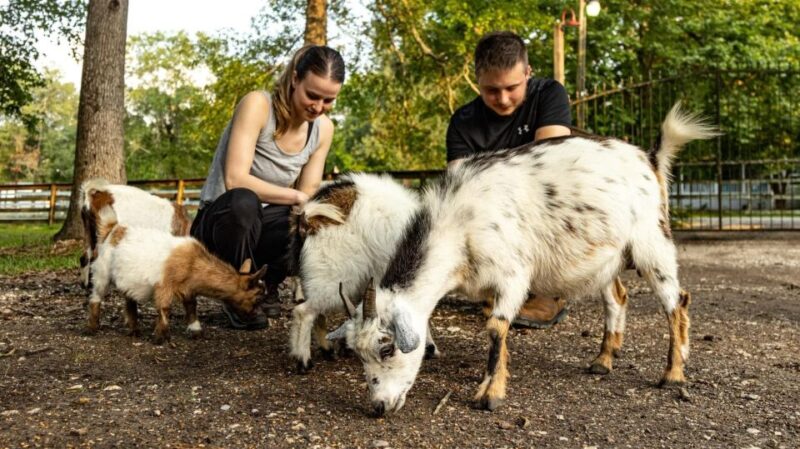 Houston: Adorable mini goats experience e - The Practicalities and Value