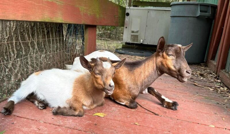 Houston: Adorable mini goats experience e - Why This Experience Works Well