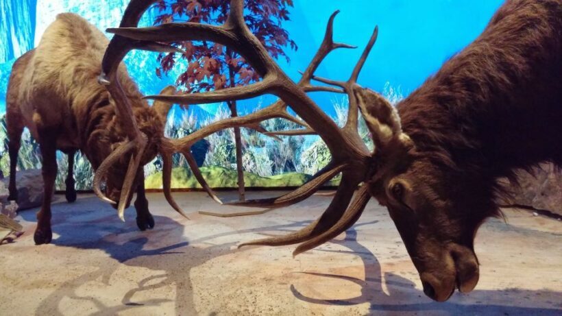 Houston CityPASS®: Save up to 51% at 5 Top Attractions - The Sum Up