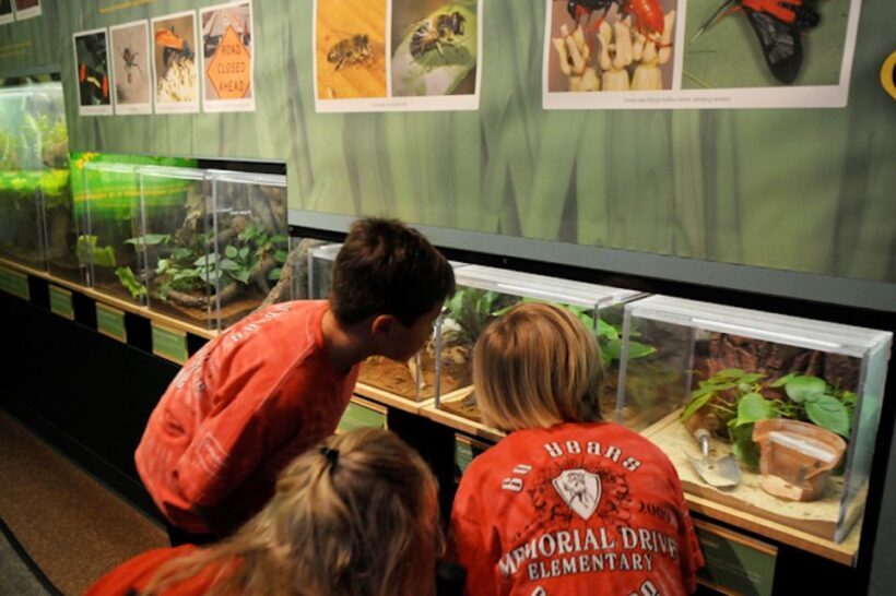 Houston Museum of Natural Science: Cockrell Butterfly Center - A Naturalist’s Guide to the Butterfly Center
