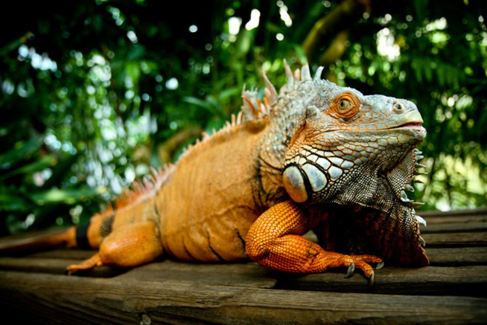 Houston Museum of Natural Science: Cockrell Butterfly Center - FAQ