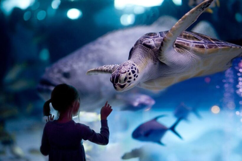 Houston Tour and Aquarium Ticket - Discovering Houston: A Practical Guide