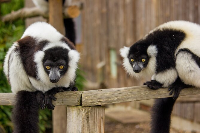 Howletts Day Ticket - Key Points