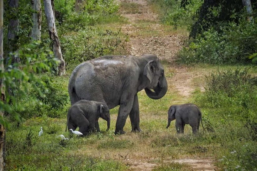 HUA HIN : Kui Buri Elephant Safari Tour (Private 2 or 3 pax) - Key Points