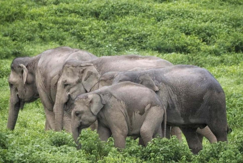 HUA HIN : Kui Buri Elephant Safari Tour (Private 2 or 3 pax) - An Authentic Look into Kui Buri National Park