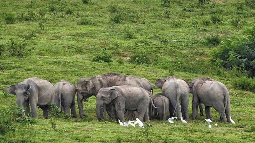 HUA HIN : Kui Buri Elephant Safari Tour (Private 2 or 3 pax) - What’s Included and What’s Not