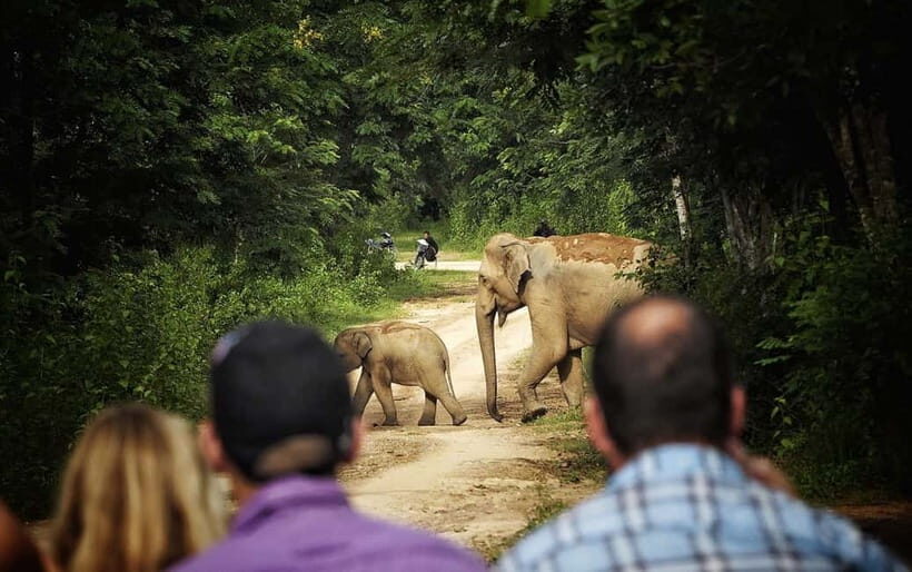 Hua Hin: Kui Buri National Park Wild Elephant Watching - Exploring Kui Buri National Park: An Authentic Wildlife Encounter