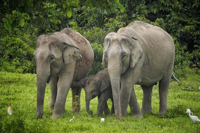 Hua Hin: Kui Buri National Park Wild Elephant Watching - Final Thoughts: Who Should Book This Tour?