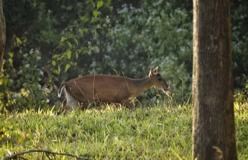 Hua Hin: Kui Buri National Park Wild Elephant Watching - FAQ