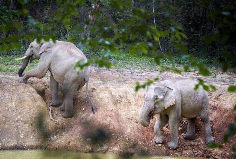 HUA HIN : Kui Buri Wild Elephant Watching (Private 4 pax up) - Introduction