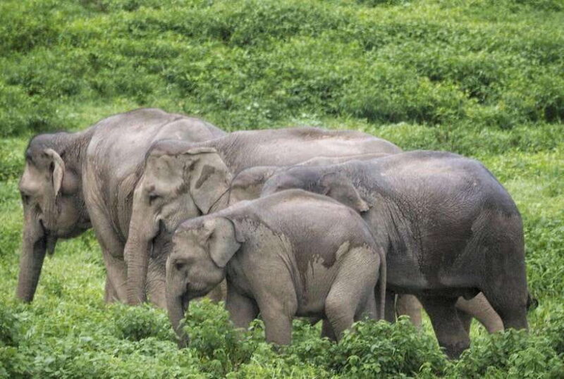 HUA HIN : Kui Buri Wild Elephant Watching (Private 4 pax up) - Detailed Breakdown of the Itinerary