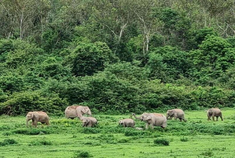 HUA HIN : Kui Buri Wild Elephant Watching (Private 4 pax up) - Transportation and Group Size