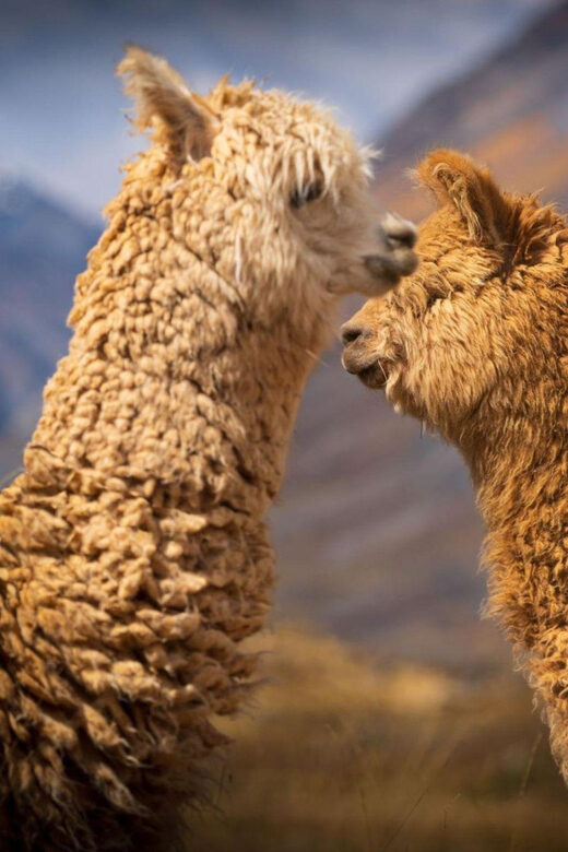 Huaraz : Laguna 69 - Gem of Cordillera Blanca - FAQ