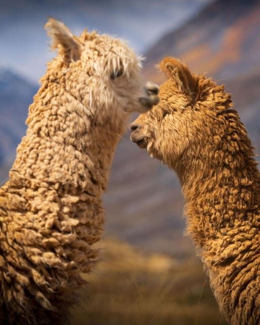 Huaraz : Laguna 69 - Gem of Cordillera Blanca - Final Words