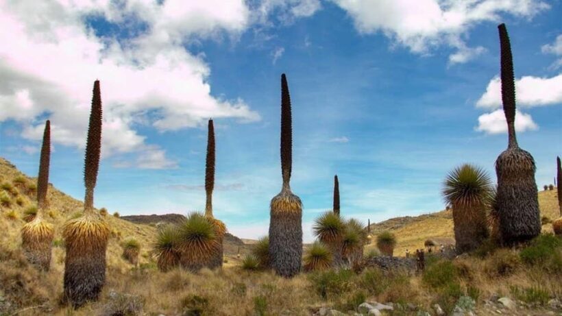 Huaraz: Nevado Pastoruri + Puyas Raymondi Forest - Huaraz: Nevado Pastoruri + Puyas Raymondi Forest — A Closer Look
